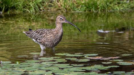 Frans jachtverbod wulp goed nieuws voor Nederlandse weidevogel | Vee-en ...