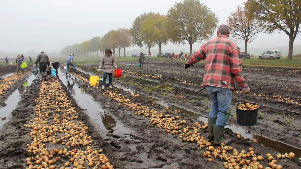 Fotoserie: Burgers rapen gratis uien in Hoogeveen | Vee-en-Gewas.nl ...