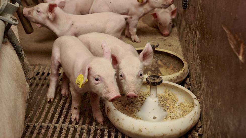 Handelshuis Schuttert start varkensmengvoedertak | Vee-en-Gewas.nl ...