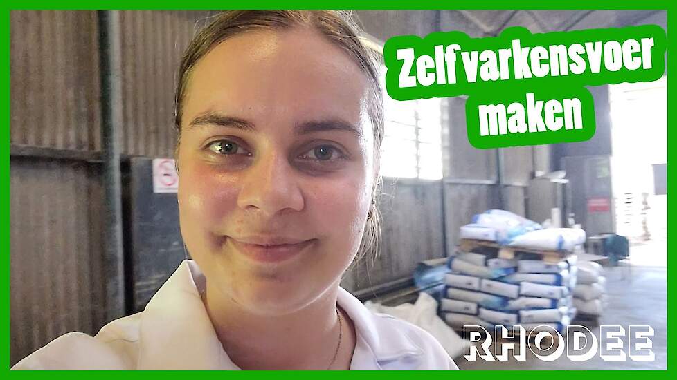 Video: Rhodee maakt varkensvoer in Suriname | Vee-en-Gewas.nl ...