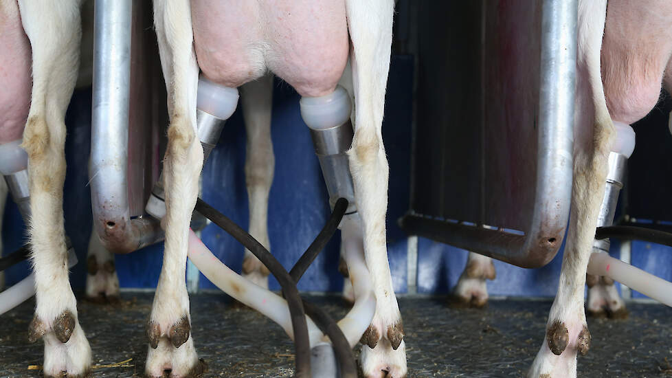 Aanpak subklinische mastitis complex | Vee-en-Gewas.nl - Landbouwnieuws ...