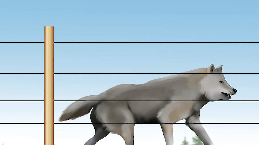 Wolf springt over wolfwerend raster schapenhouder | Vee-en-Gewas.nl ...